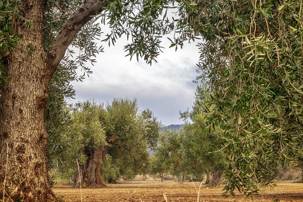 History of olive oil: all about its origin - Aceites Moral